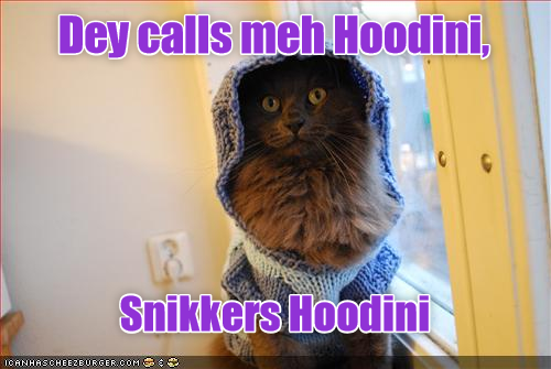 Hoodini - Lolcats - lol | cat memes | funny cats | funny cat pictures ...
