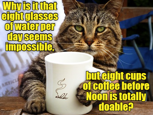 One Of Life's Unanswerable Questions - Lolcats - lol | cat memes ...