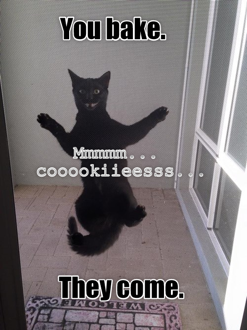 Lolcats - cookies - LOL at Funny Cat Memes - Funny cat pictures with words on them - lol | cat ...