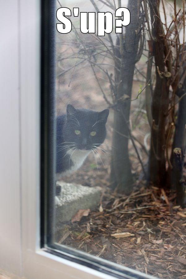 S'up? - Lolcats - lol | cat memes | funny cats | funny cat pictures ...