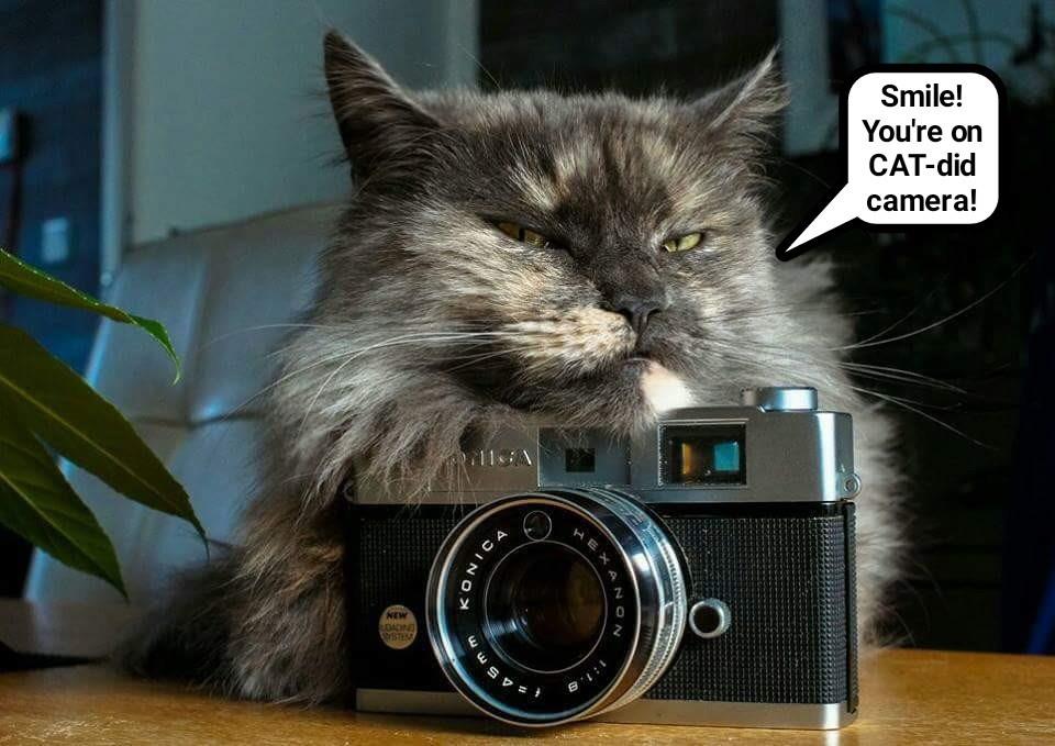 Lolcats - smile - LOL at Funny Cat Memes - Funny cat pictures with ...