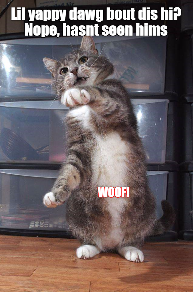 Lil yappy dawg bout dis hi? - Lolcats - lol | cat memes | funny cats ...
