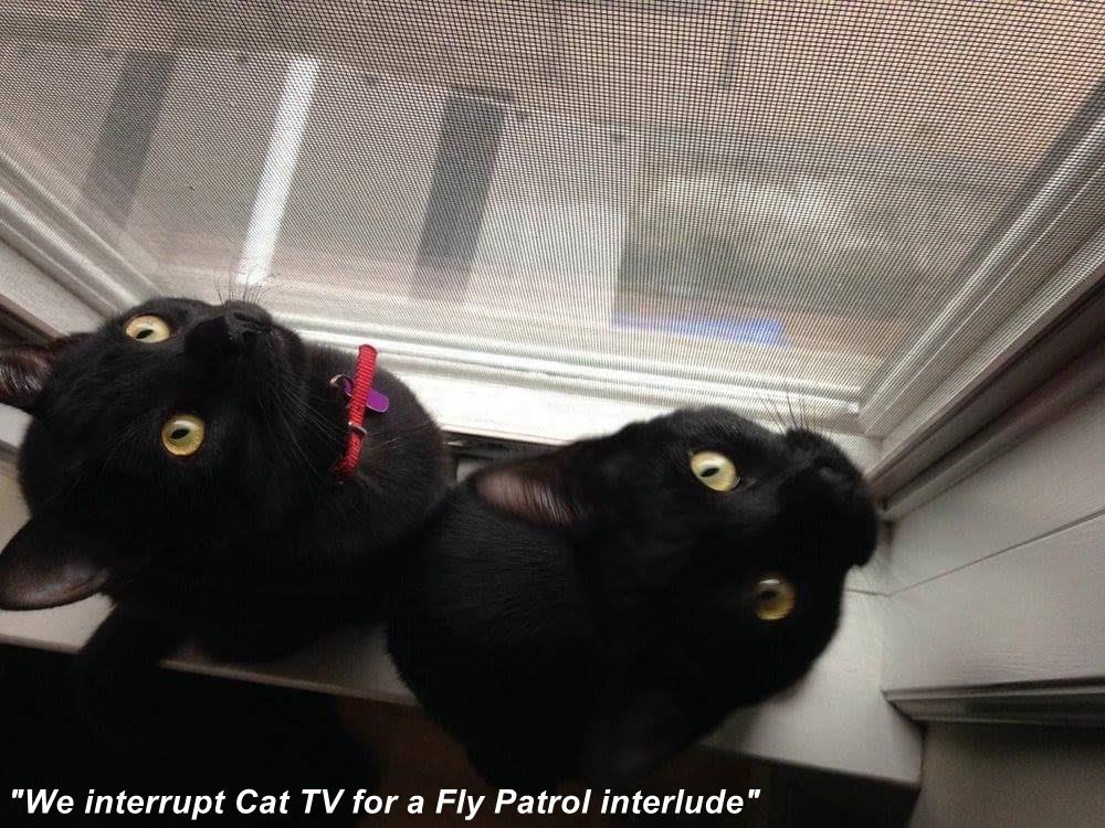 Fly Patrol interlude - Lolcats - lol | cat memes | funny cats | funny ...