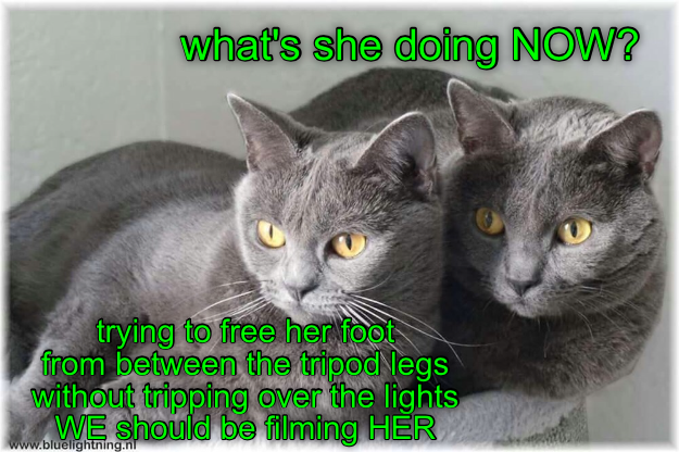 Cat Reality TV: watching their people - Lolcats - lol | cat memes ...