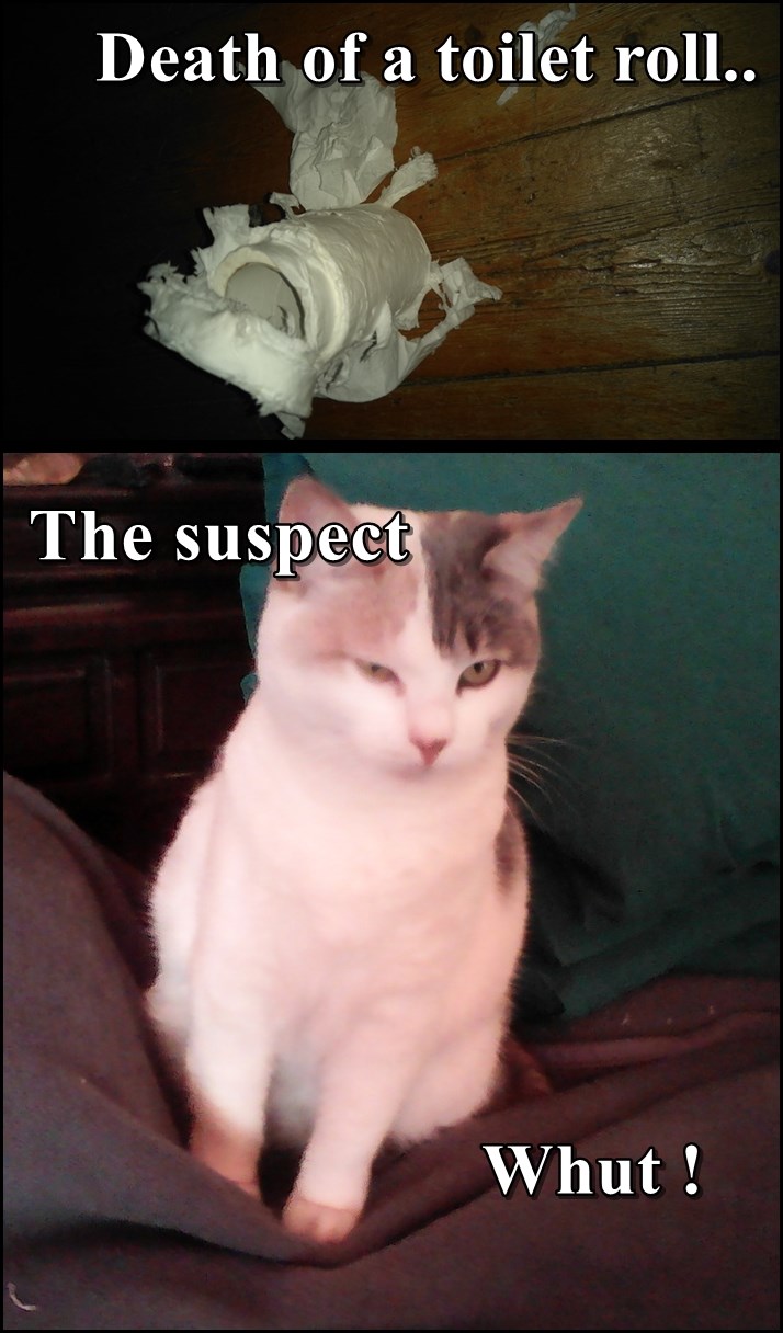 Suspect - Lolcats - lol | cat memes | funny cats | funny cat pictures ...