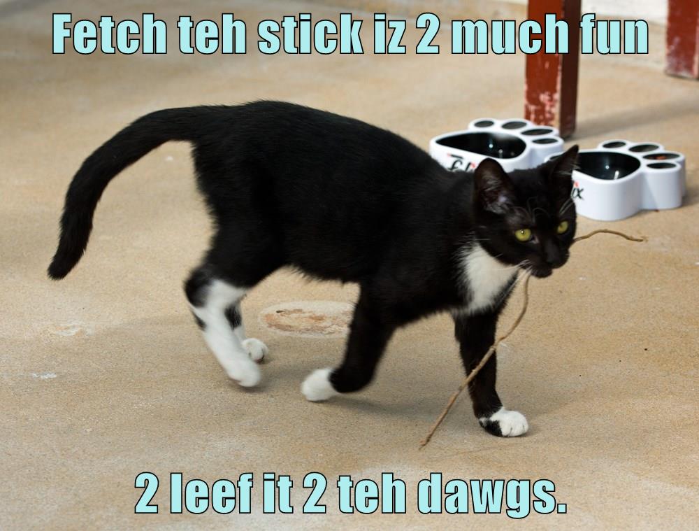 Fetch teh stick! - Lolcats - lol | cat memes | funny cats | funny cat ...