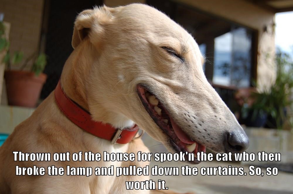 I'd do it again! - I Has A Hotdog - Dog Pictures - Funny pictures of ...