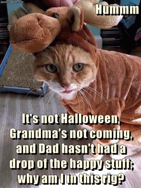 Why am I in this rig? - Lolcats - lol | cat memes | funny cats | funny ...