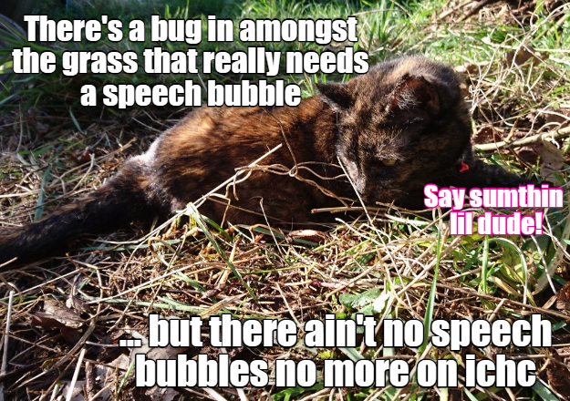 So there ain't no funny - Lolcats - lol | cat memes | funny cats ...