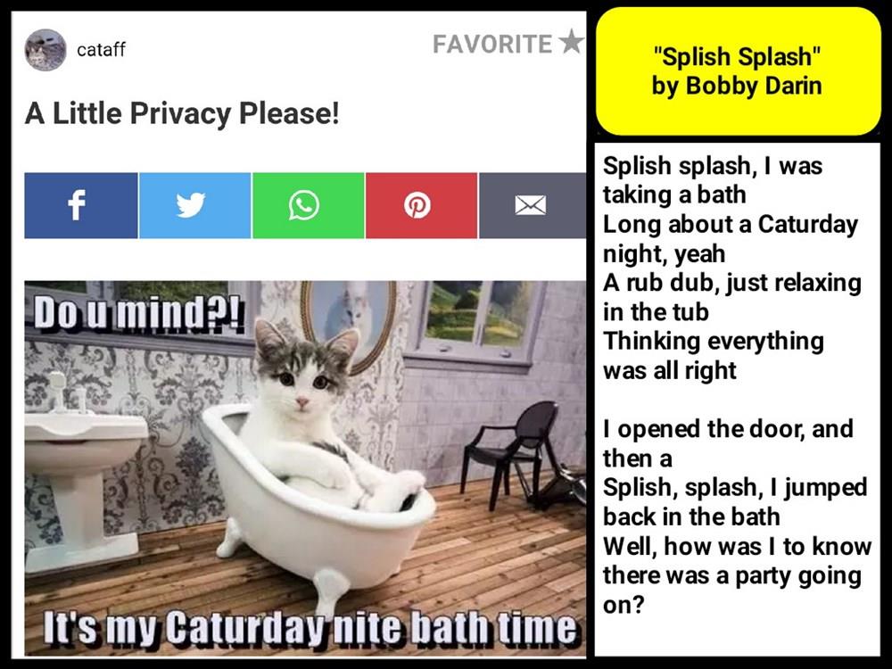 "Splish Splash" by Bobby Darin - Lolcats - lol | cat memes | funny cats ...