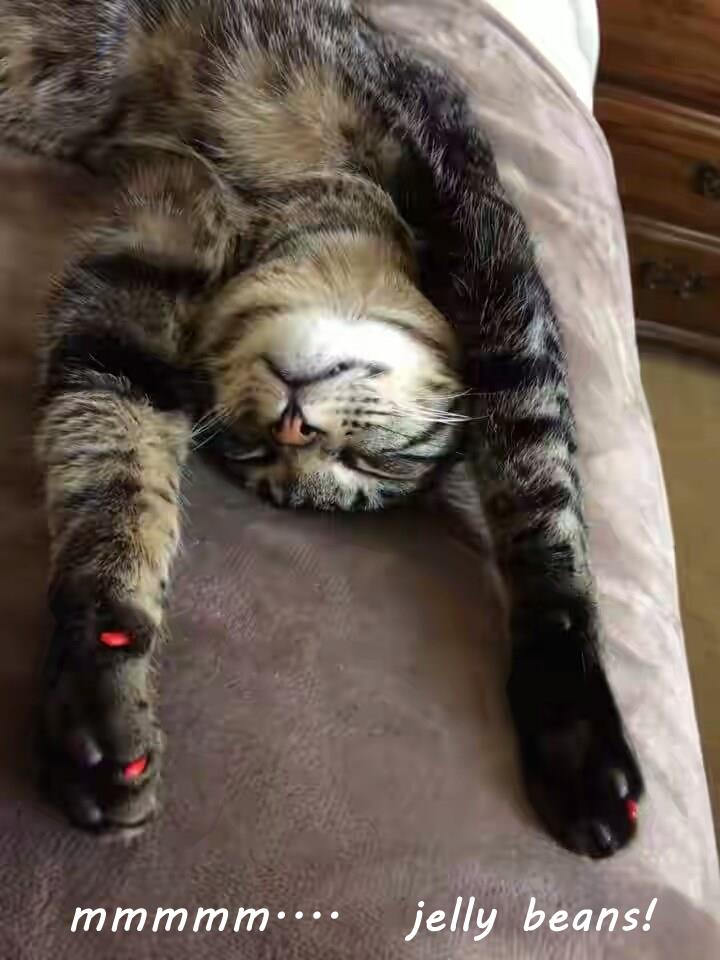 jelly beans! - Lolcats - lol | cat memes | funny cats | funny cat ...