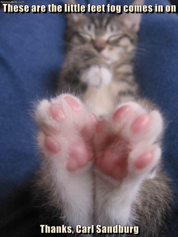 little feet fog - Lolcats - lol | cat memes | funny cats | funny cat ...