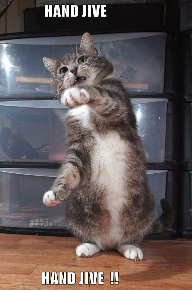 HAND JIVE - Lolcats - lol | cat memes | funny cats | funny cat pictures ...