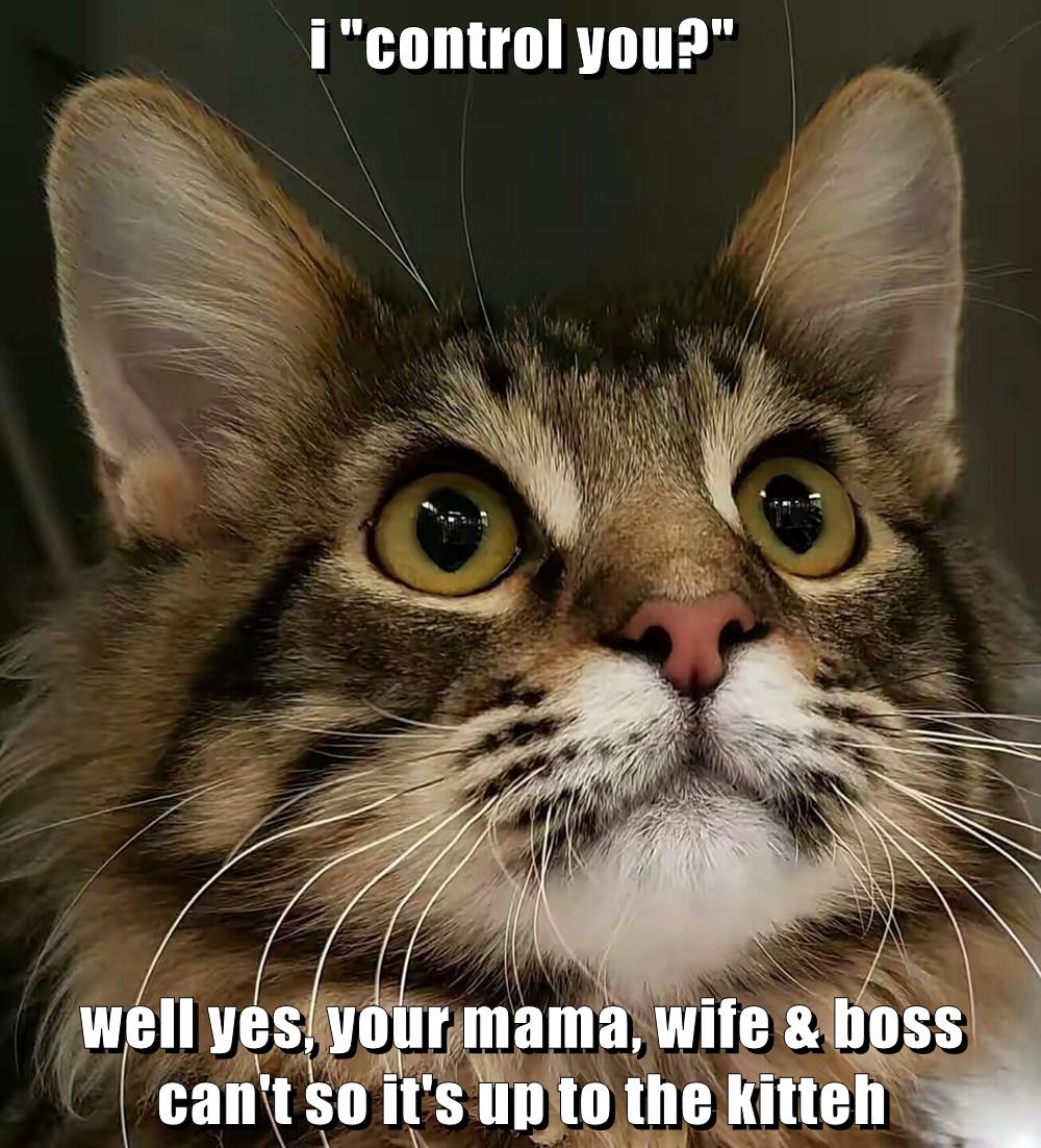 it's up to the kitteh - Lolcats - lol | cat memes | funny cats | funny ...