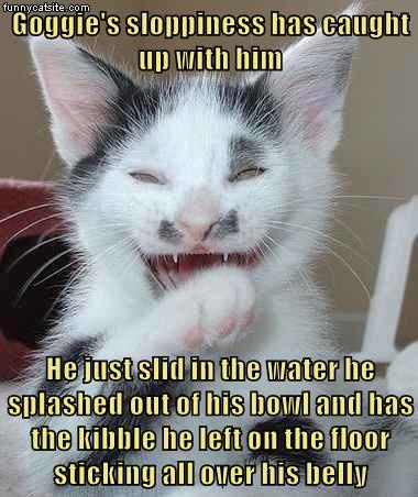 Goggie's sloppiness - Lolcats - lol | cat memes | funny cats | funny ...