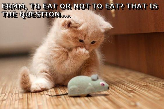 TO EAT OR NOT TO EAT? - Lolcats - lol | cat memes | funny cats | funny ...