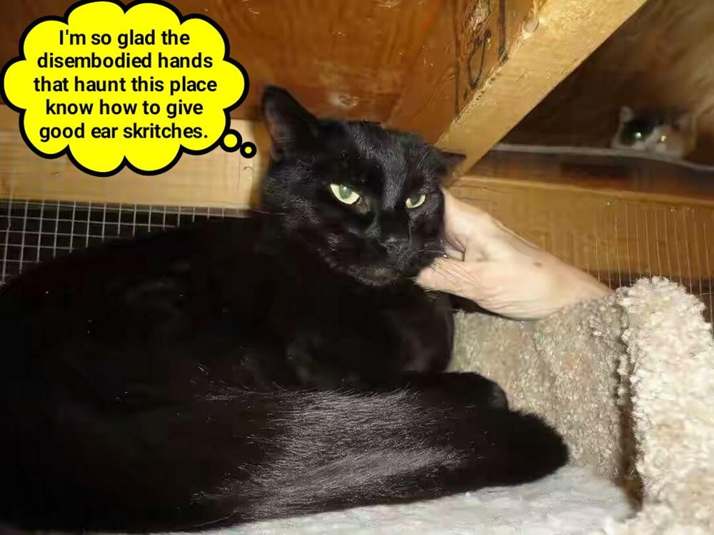 Is that the Addams Family's attic? - Lolcats - lol | cat memes | funny ...