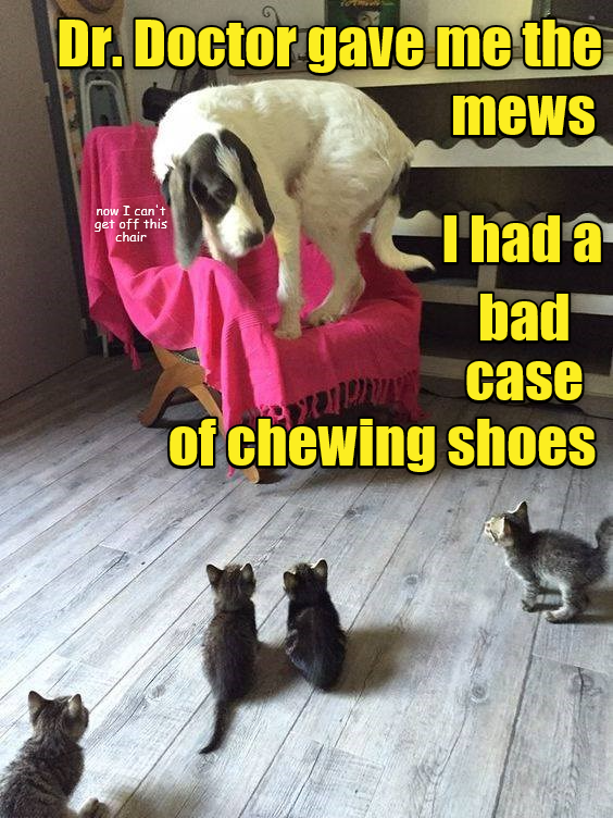 Dogtor - Lolcats - lol | cat memes | funny cats | funny cat pictures ...