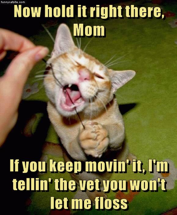 Feline Floss - Lolcats - lol | cat memes | funny cats | funny cat ...