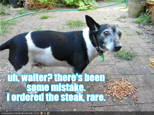 Waiter? - I Has A Hotdog - Dog Pictures - Funny pictures of dogs - Dog ...