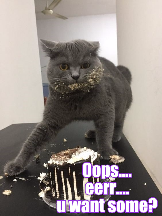 Cake vs cat - Lolcats - lol | cat memes | funny cats | funny cat ...