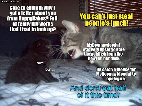 Lolcats - lunch - LOL at Funny Cat Memes - Funny cat pictures with ...