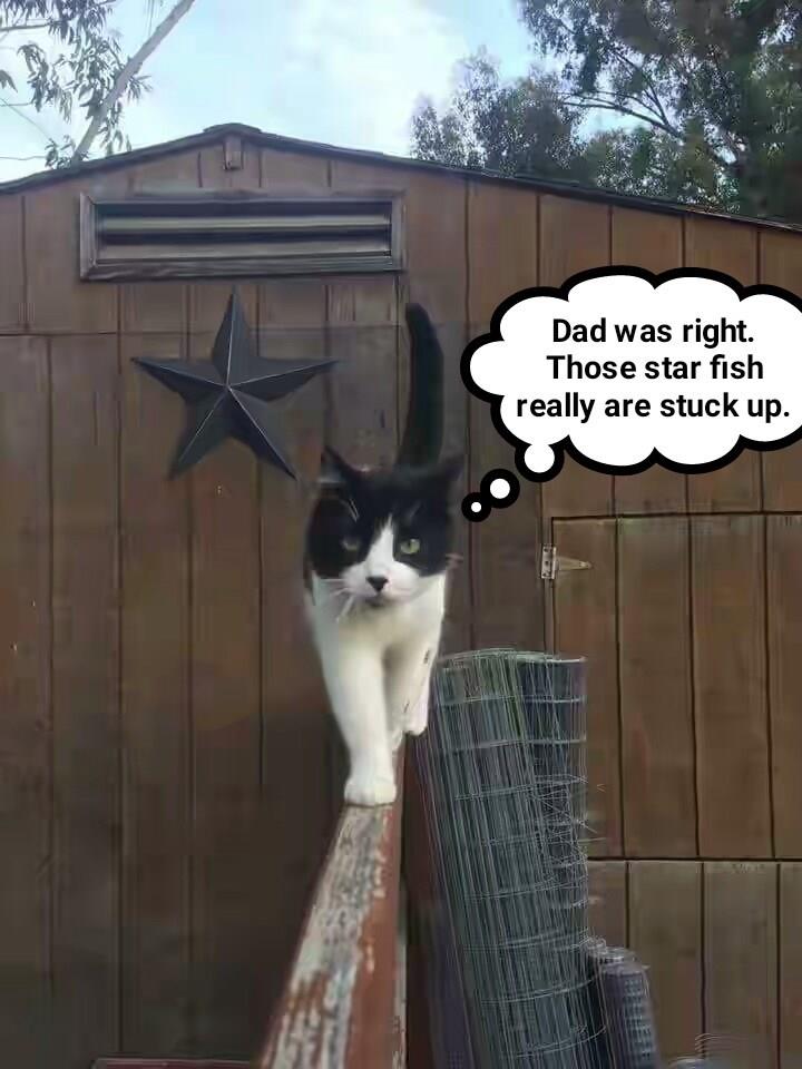 They won't come down to break bread - Lolcats - lol | cat memes | funny ...