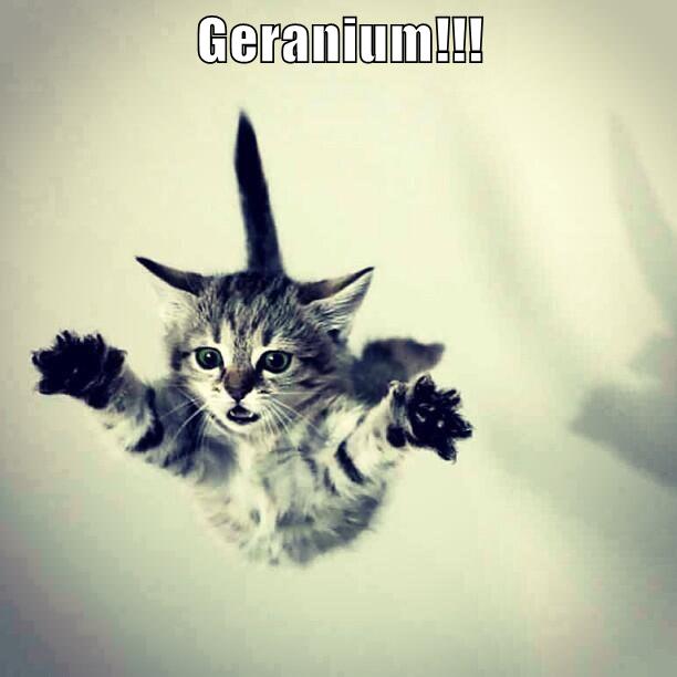 Look Out Below!!! - Lolcats - lol | cat memes | funny cats | funny cat ...