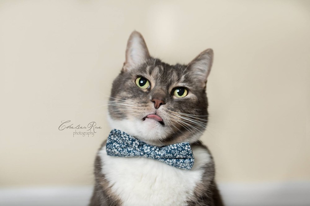 Dapper Cat Gets a Purrfectly Appropriate Photoshoot for His Birthday ...