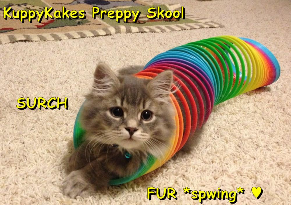 Spwing - Lolcats - lol | cat memes | funny cats | funny cat pictures ...