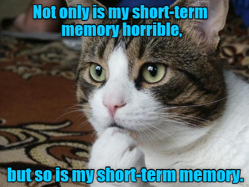 Lolcats - memory - LOL at Funny Cat Memes - Funny cat pictures with ...