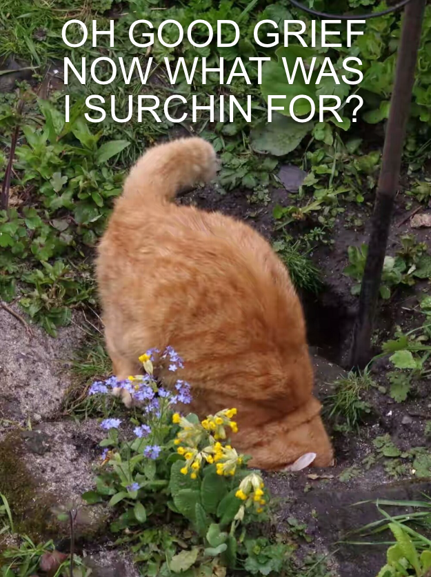 SURCHIN 4 SPRING - Lolcats - lol | cat memes | funny cats | funny cat ...