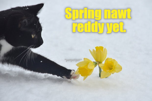 Spring nawt reddy yet - Lolcats - lol | cat memes | funny cats | funny ...