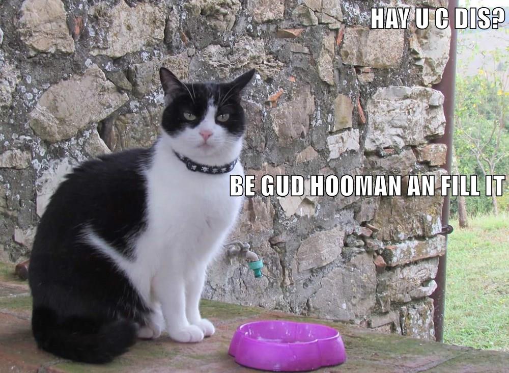 Lolcats - human - LOL at Funny Cat Memes - Funny cat pictures with ...