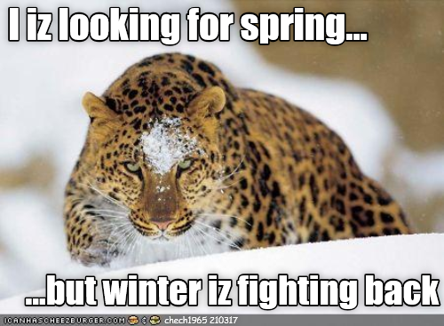 Lolcats - big cat - LOL at Funny Cat Memes - Funny cat pictures with ...