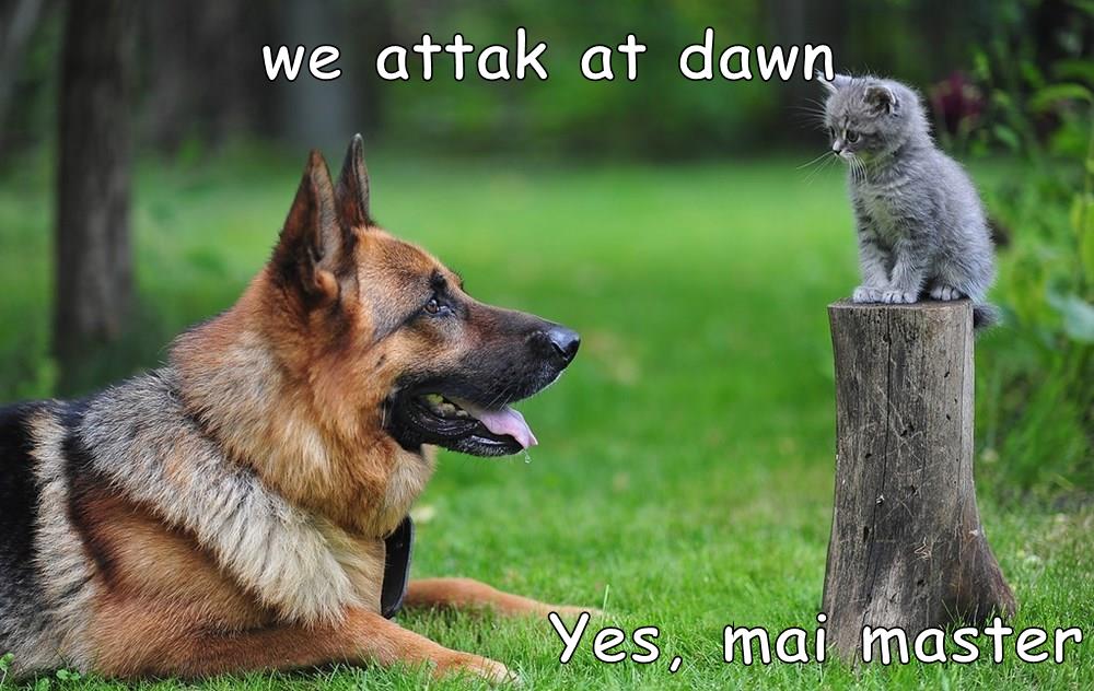 Lolcats - attack - LOL at Funny Cat Memes - Funny cat pictures with ...