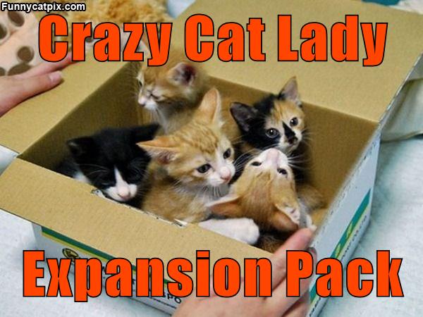 Crazy Cat Lady Expansion Pack - Lolcats - lol | cat memes | funny cats ...