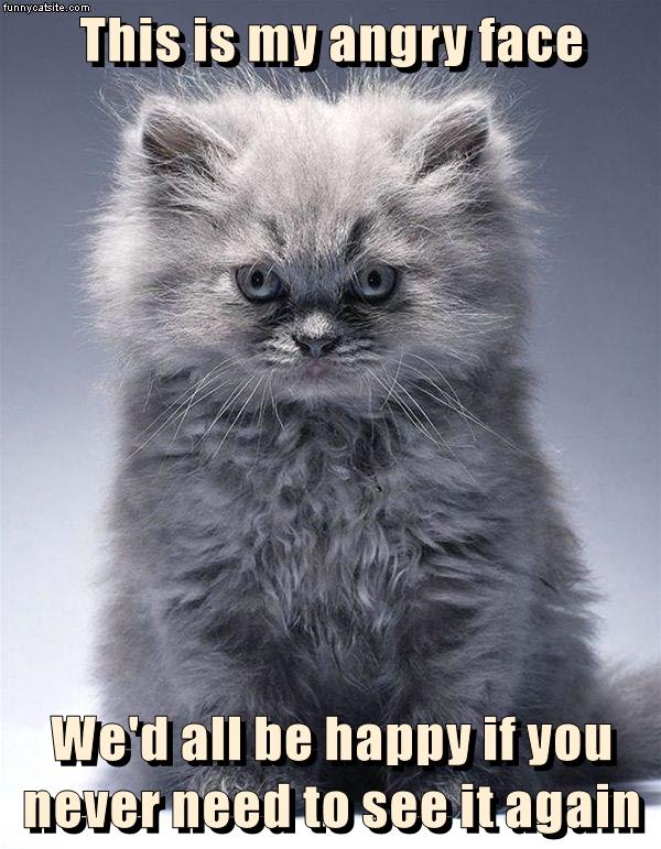 Watch & Learn - Lolcats - lol | cat memes | funny cats | funny cat ...