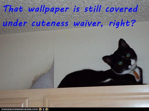Covered under cuteness waiver - Lolcats - lol | cat memes | funny cats ...