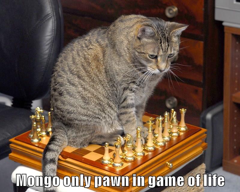 Mongo only pawn in game of life - Lolcats - lol | cat memes | funny ...