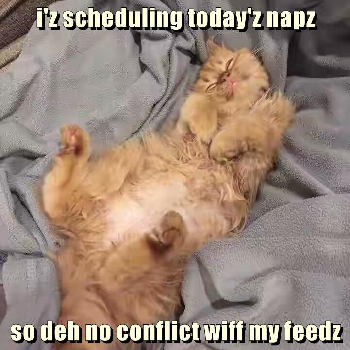 Scheduling today'z napz - Lolcats - lol | cat memes | funny cats ...