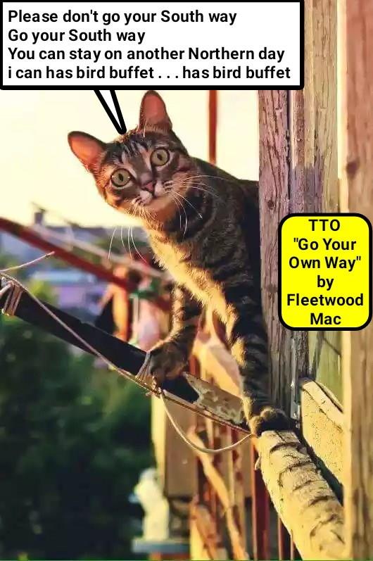 "Don't Go Your Own Way" (TTO "Go Your Own Way" by Fleetwood Mac ...