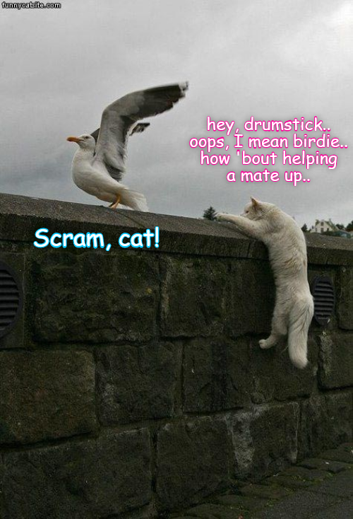 Kittie is dismayed dat birdie is so rude.. - Lolcats - lol | cat memes ...