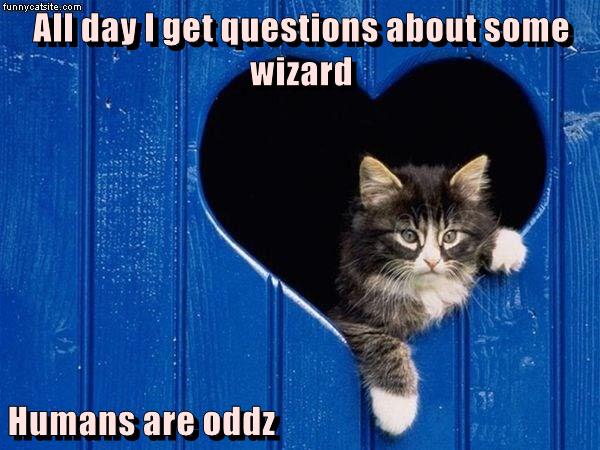 Humans are oddz - Lolcats - lol | cat memes | funny cats | funny cat ...