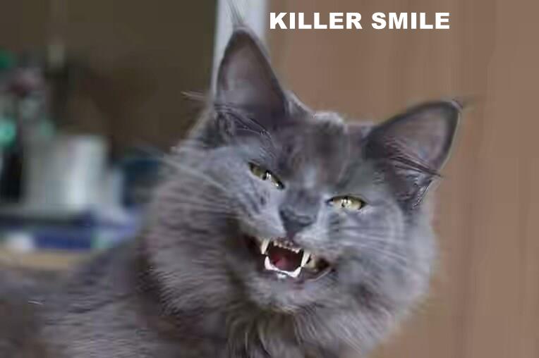 KILLER SMILE - Lolcats - lol | cat memes | funny cats | funny cat ...