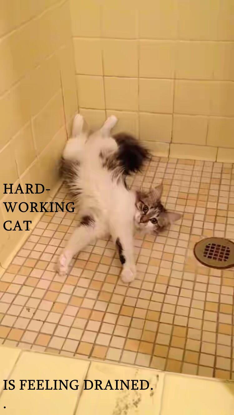 HARD- WORKING CAT . - Lolcats - lol | cat memes | funny cats | funny ...