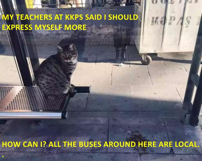 Lolcats - teacher - LOL at Funny Cat Memes - Funny cat pictures with ...