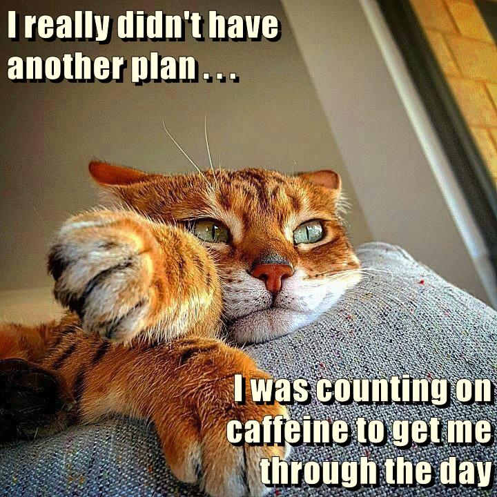 Lolcats - plan - LOL at Funny Cat Memes - Funny cat pictures with words ...