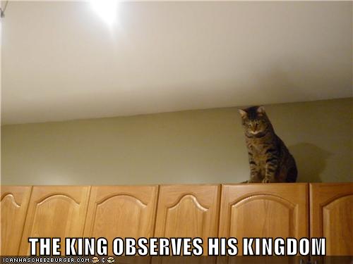 THE KING OBSERVES HIS KINGDOM - Lolcats - lol | cat memes | funny cats ...