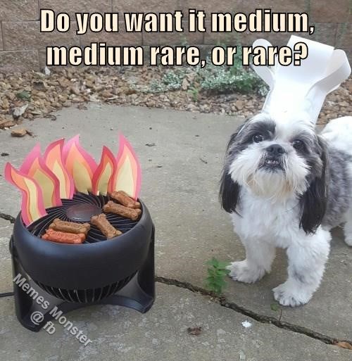 Cookout weather is coming. - I Has A Hotdog - Dog Pictures - Funny ...